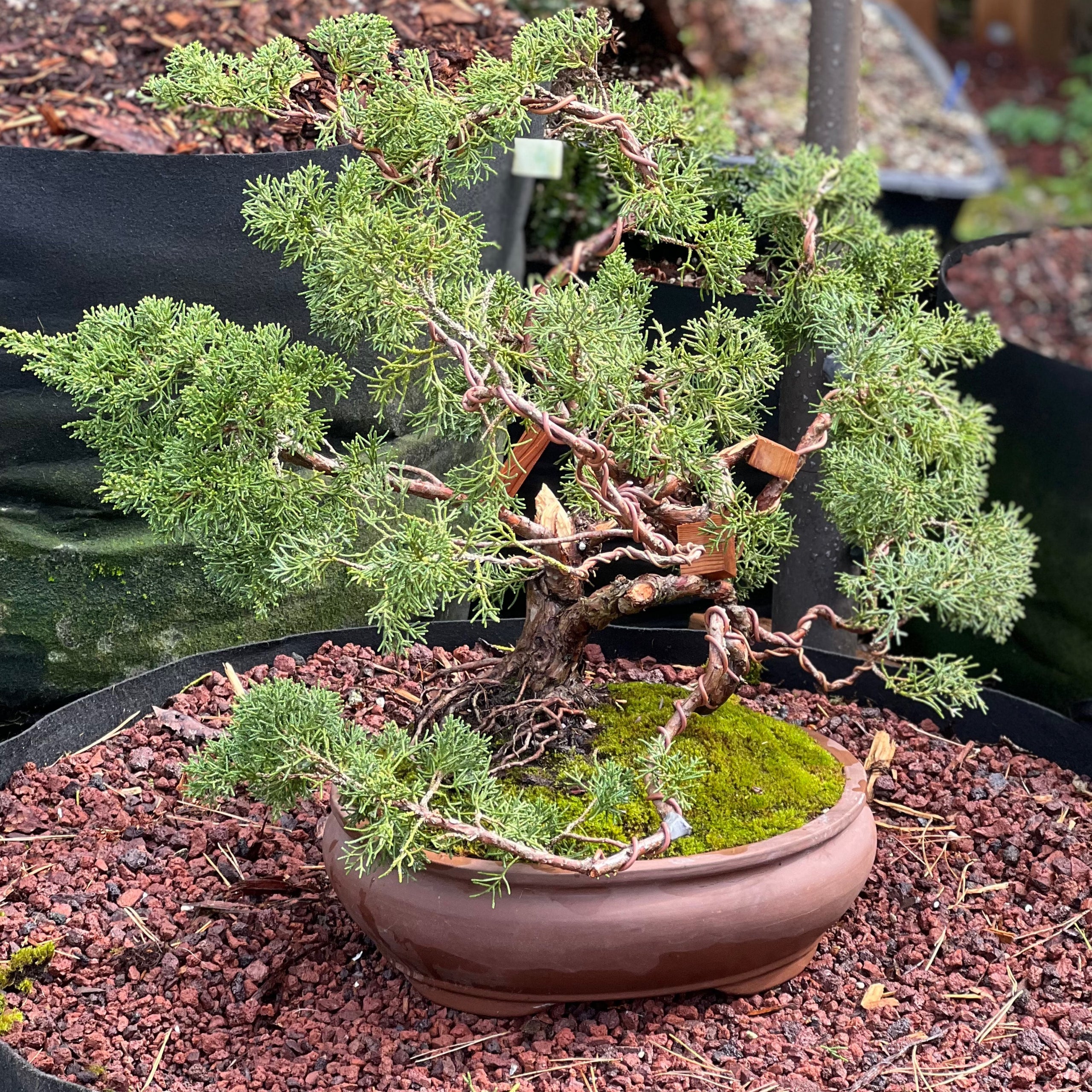 Outdoor trees | Heartwoods Bonsai & Goods
