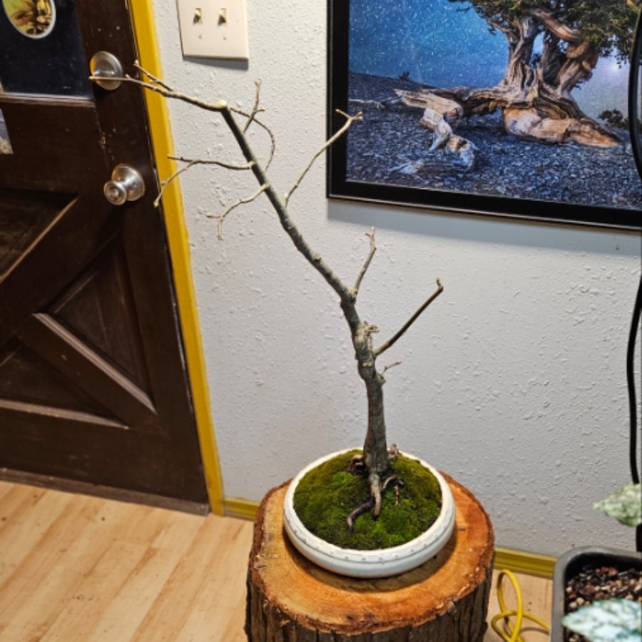 Mulberry tree Outdoor bonsai trees | Heartwoods Bonsai & Goods