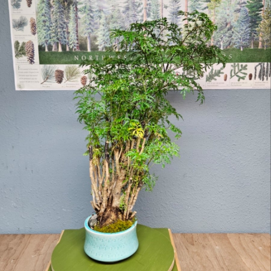 Dwarf Ming Aralia | Heartwoods Bonsai & Goods