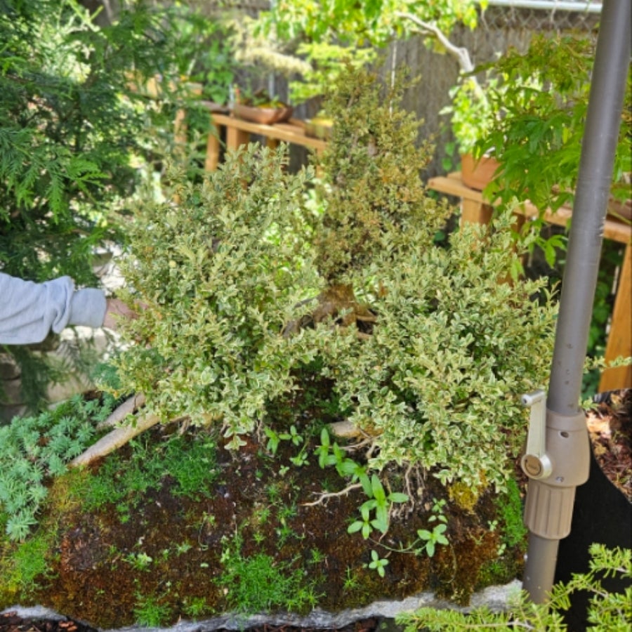 Variegated Boxwood Trio | Heartwoods Bonsai & Goods