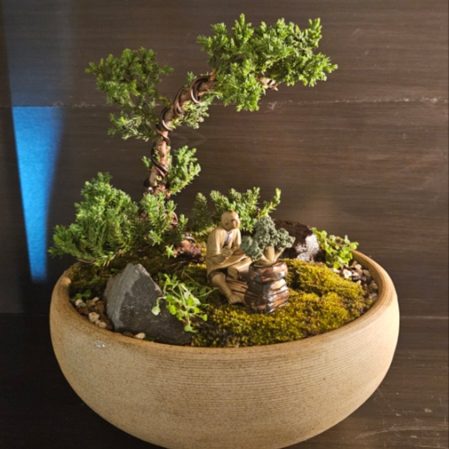 Large Procumbens Juniper | Heartwoods Bonsai & Goods