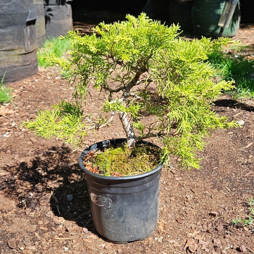 Old Gold Juniper | Heartwoods Bonsai & Goods