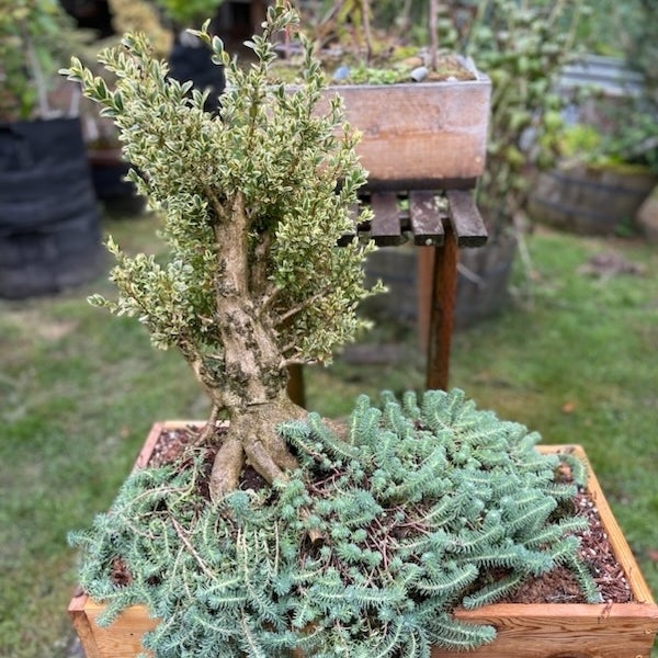 Variegated Boxwood | Heartwoods Bonsai & Goods