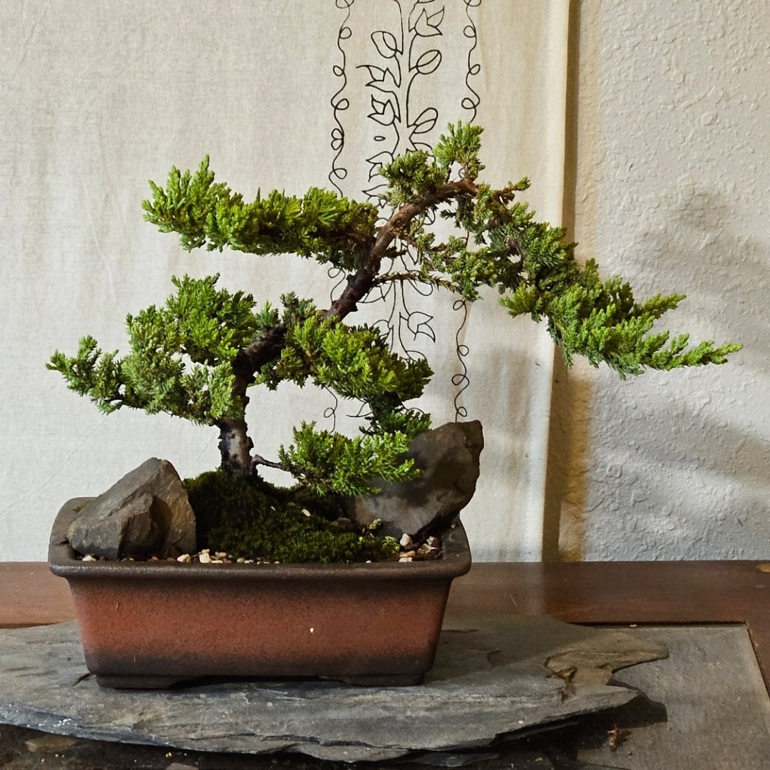 Procumbens Juniper | Heartwoods Bonsai & Goods