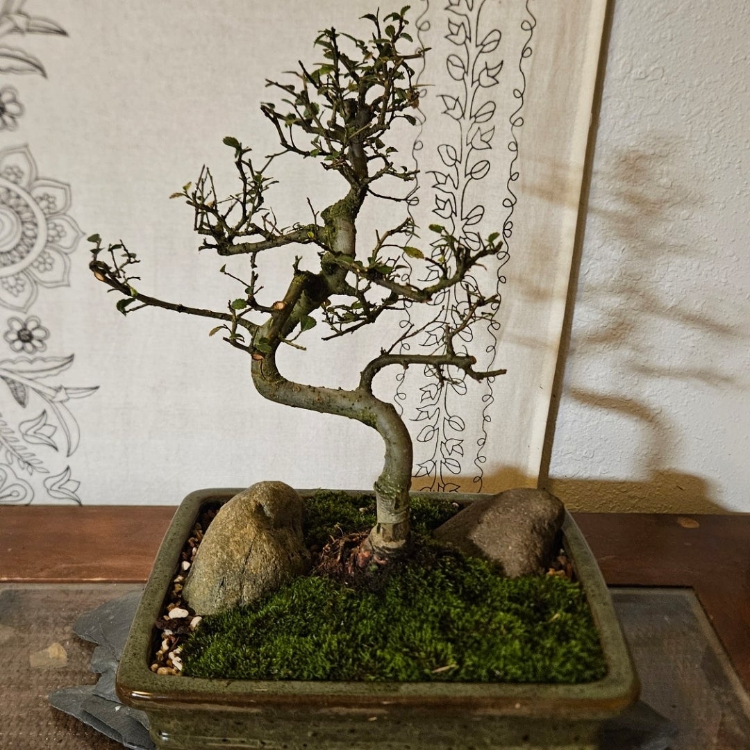 Chinese Elm | Heartwoods Bonsai & Goods