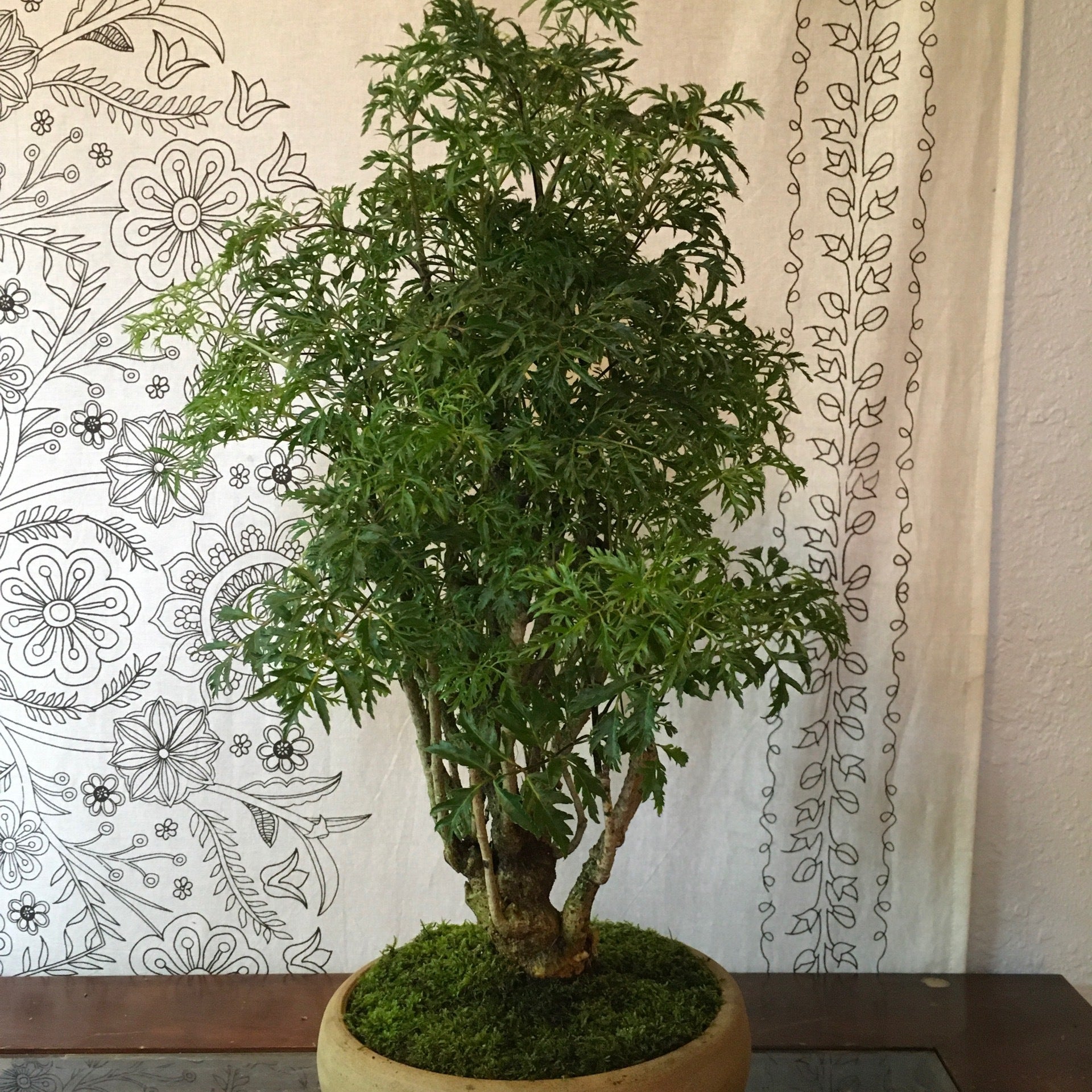 Dwarf Ming Aralia | Heartwoods Bonsai & Goods