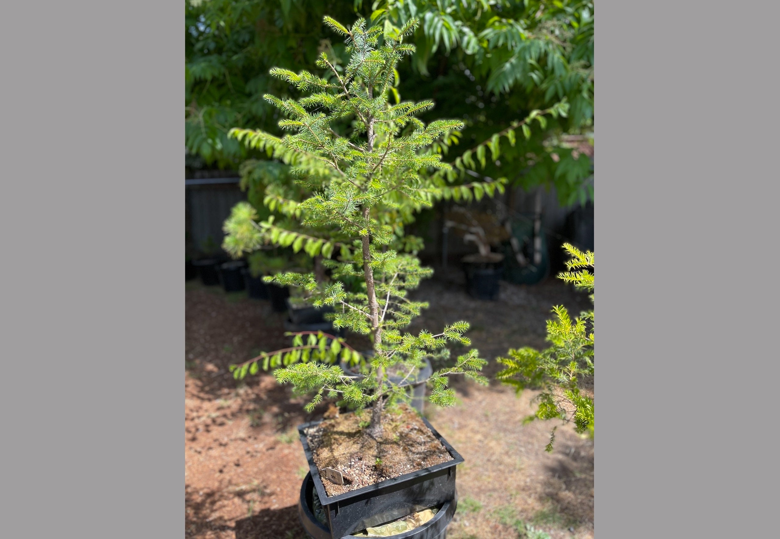 Sitka Spruce | Heartwoods Bonsai & Goods