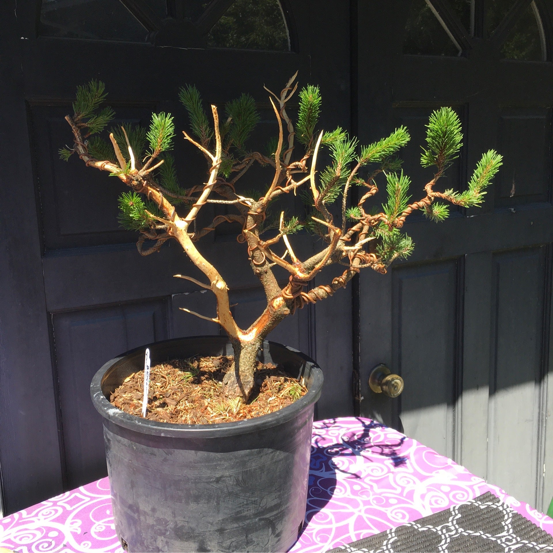 Large Spaan’s Dwarf Shore Pine | Heartwoods Bonsai & Goods