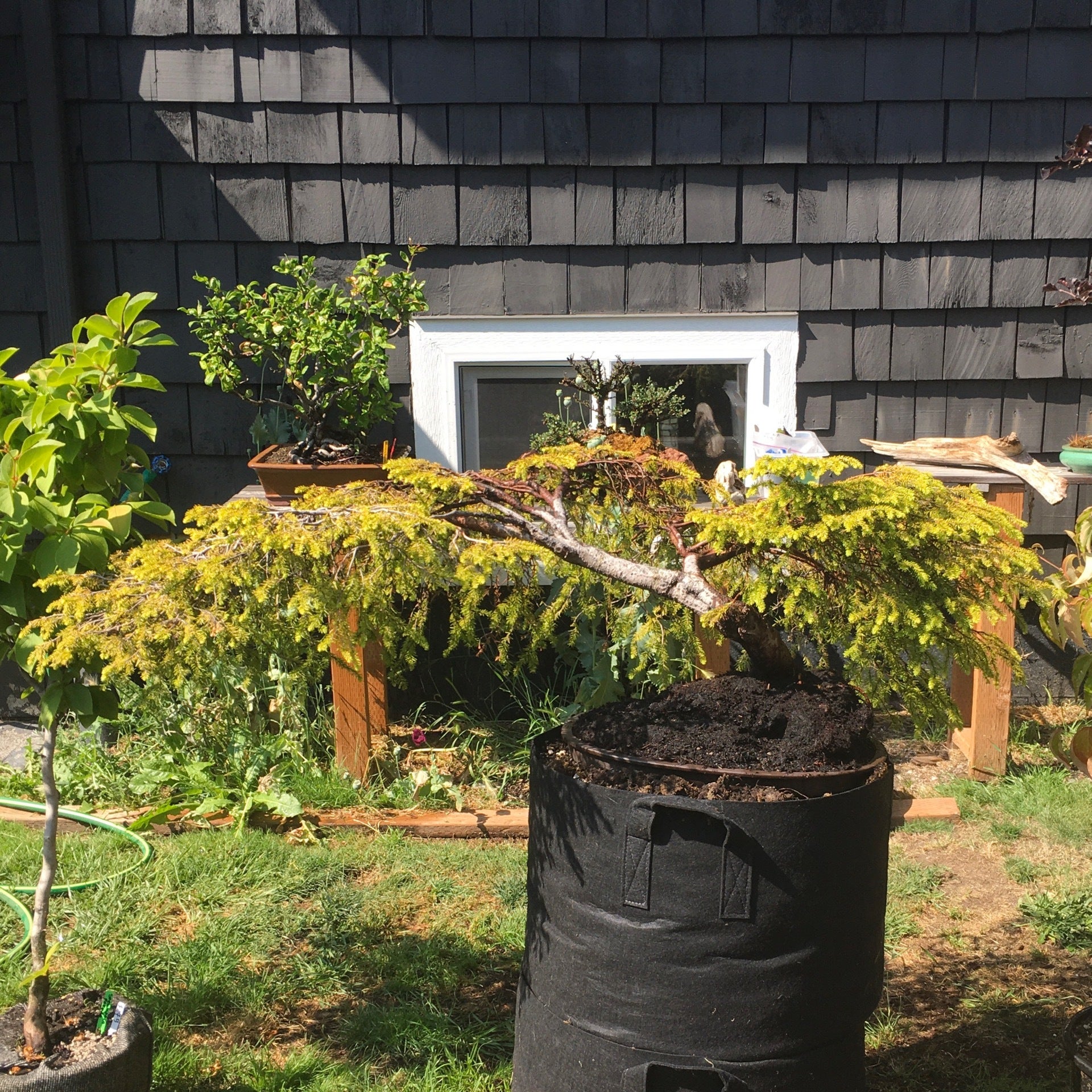 Large Bird’s Nest Spruce | Heartwoods Bonsai & Goods