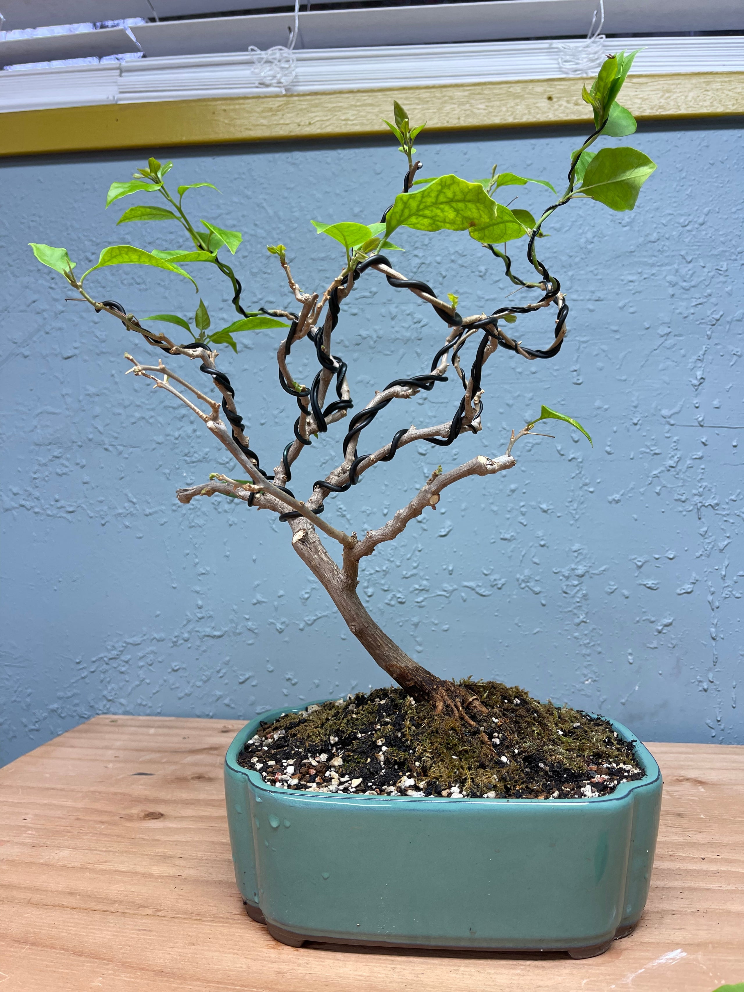 Purple Flowering Bougainvilla | Heartwoods Bonsai & Goods