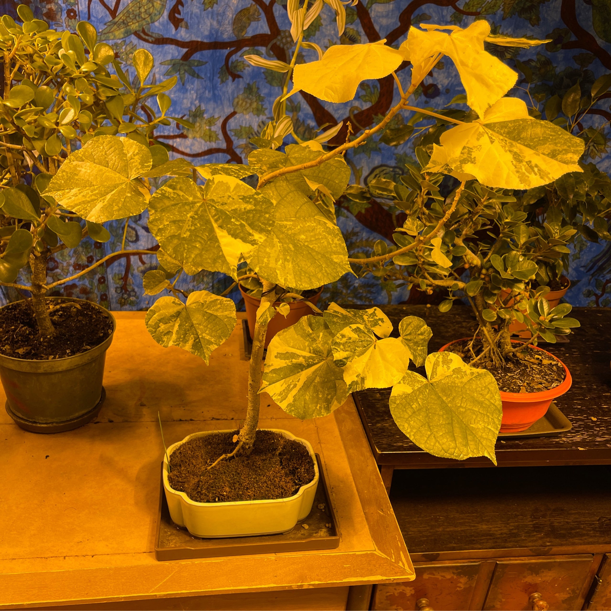 Variegated Hibiscus | Heartwoods Bonsai & Goods