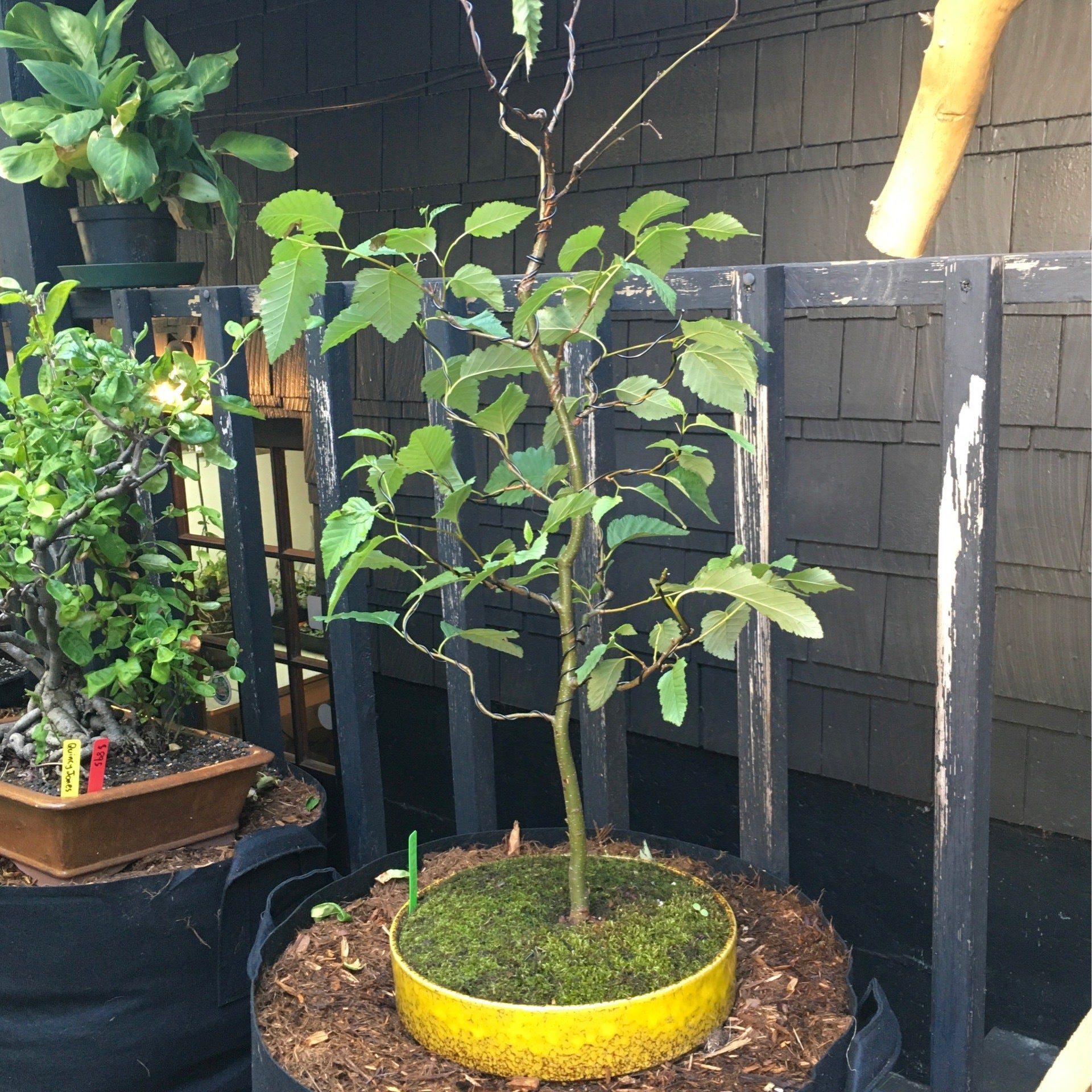 Red Alder | Heartwoods Bonsai & Goods