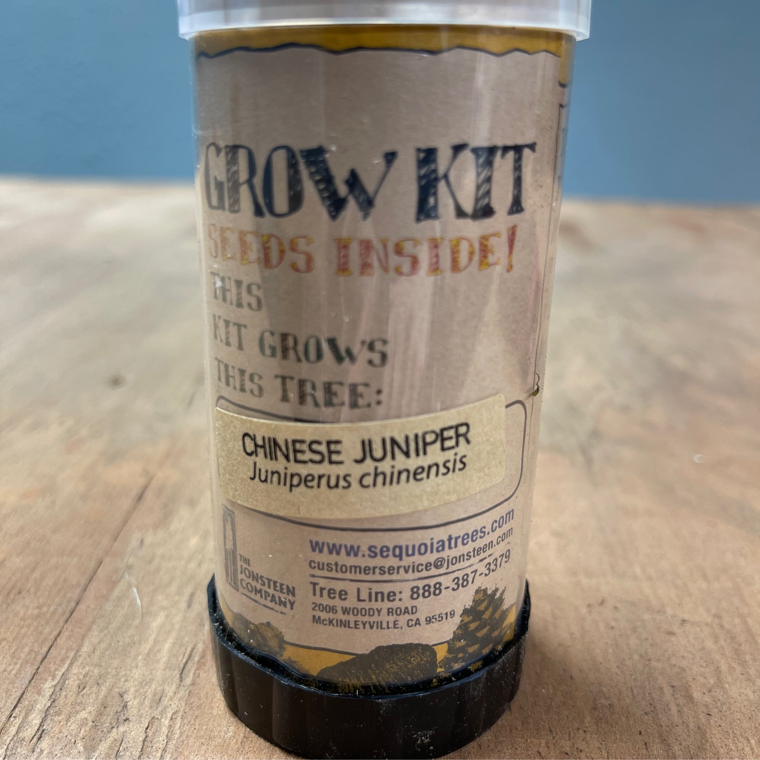 Chinese Juniper Seed Kit | Heartwoods Bonsai & Goods