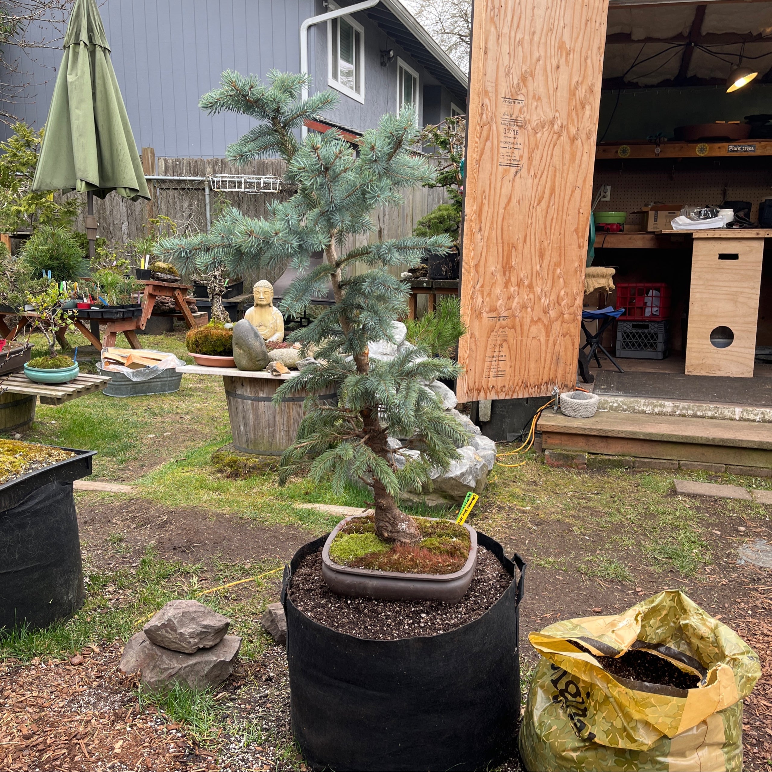 Colorado Blue Spruce Composition | Heartwoods Bonsai & Goods