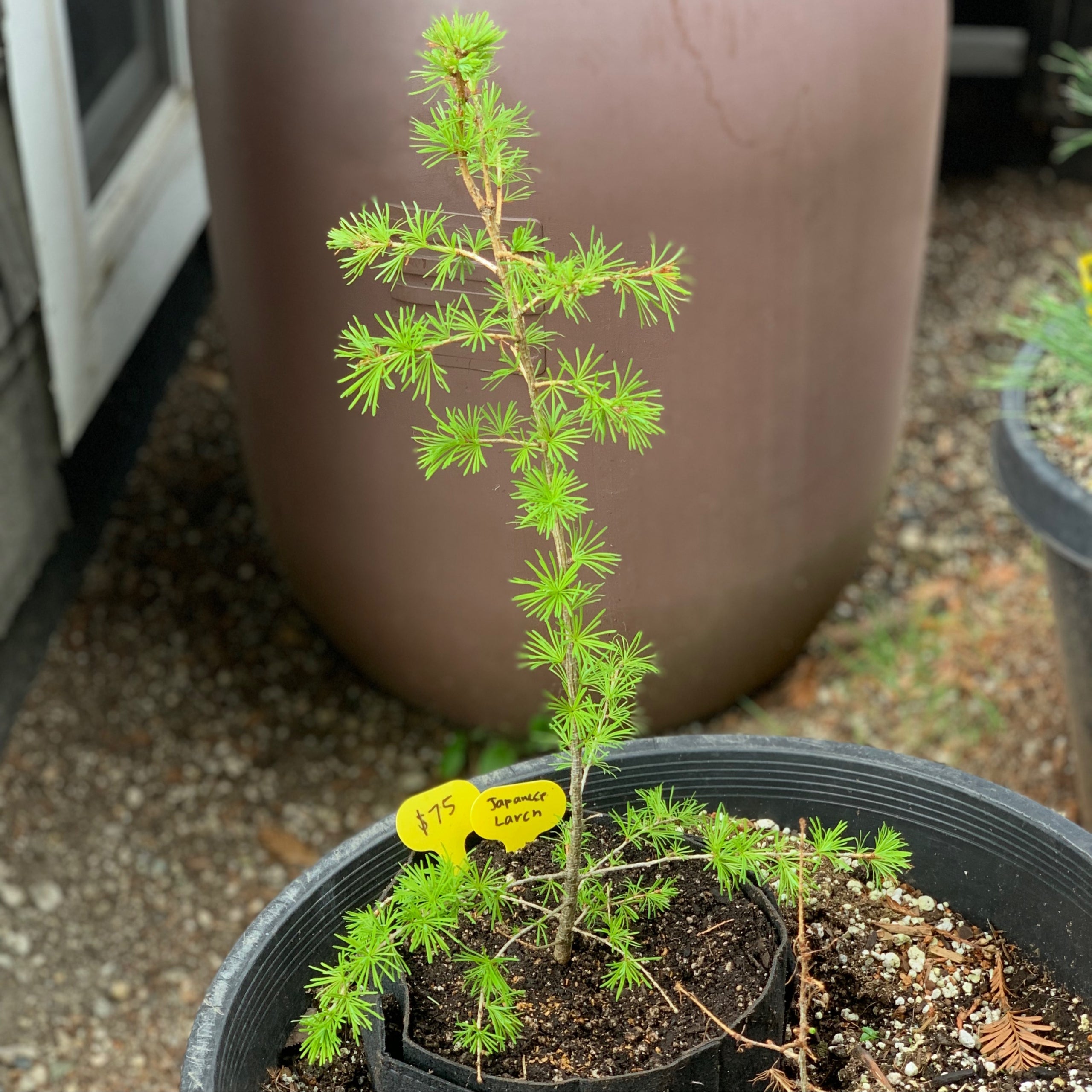 Japanese Larch | Heartwoods Bonsai & Goods