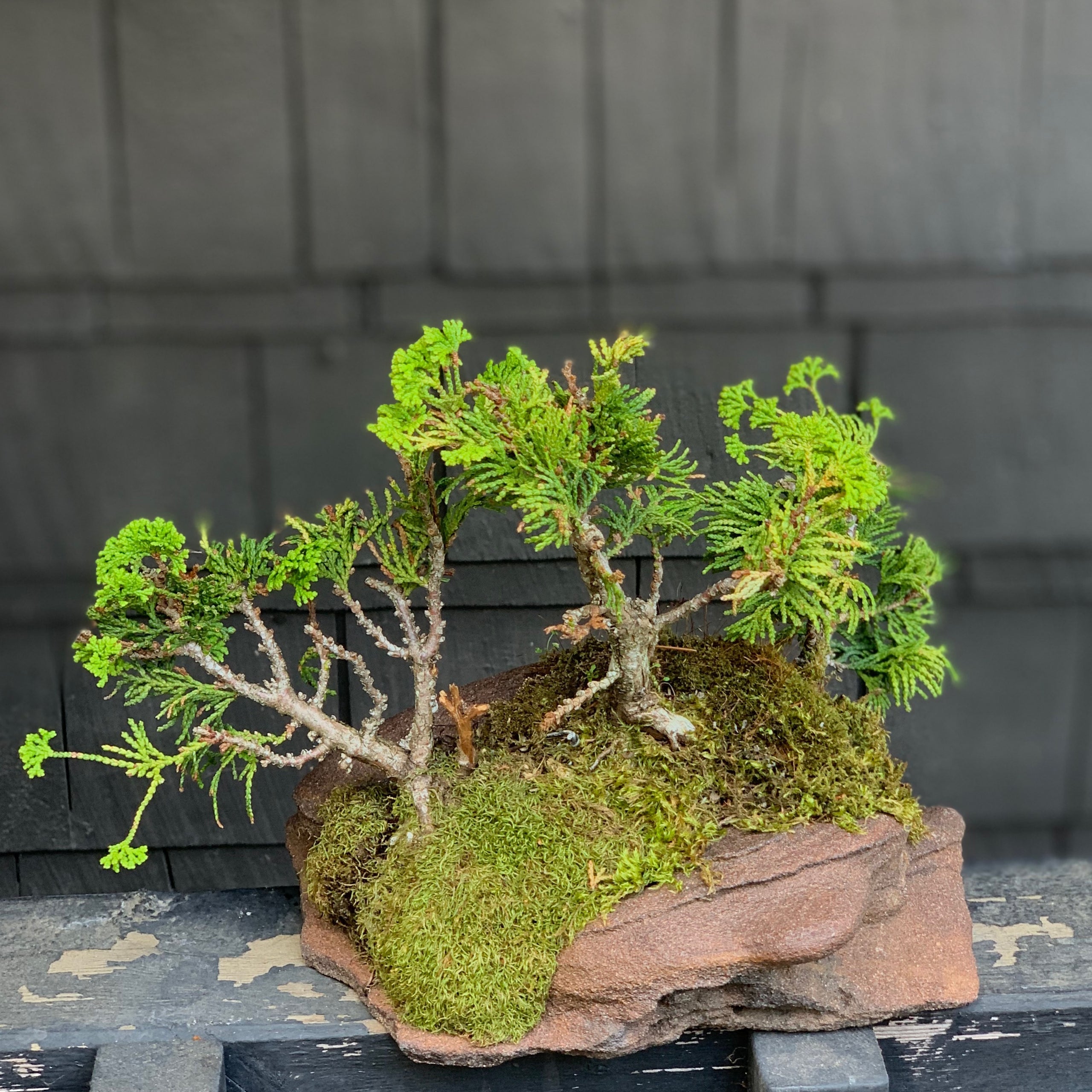 Hinoki Grouping | Heartwoods Bonsai & Goods