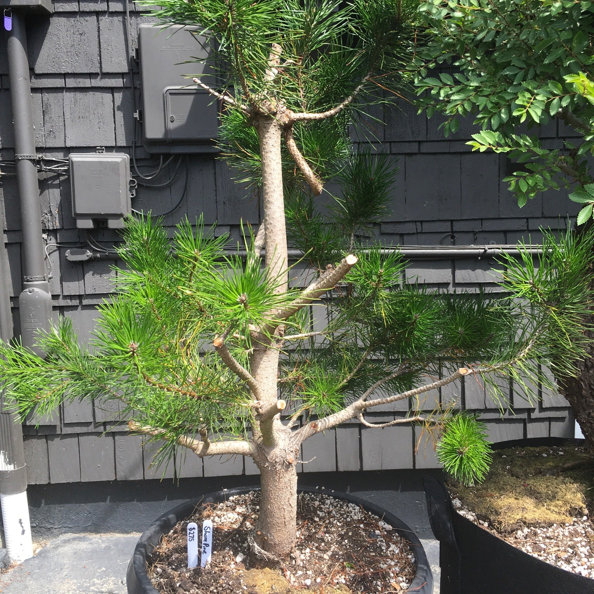 Large Field Grown Shore Pine | Heartwoods Bonsai & Goods