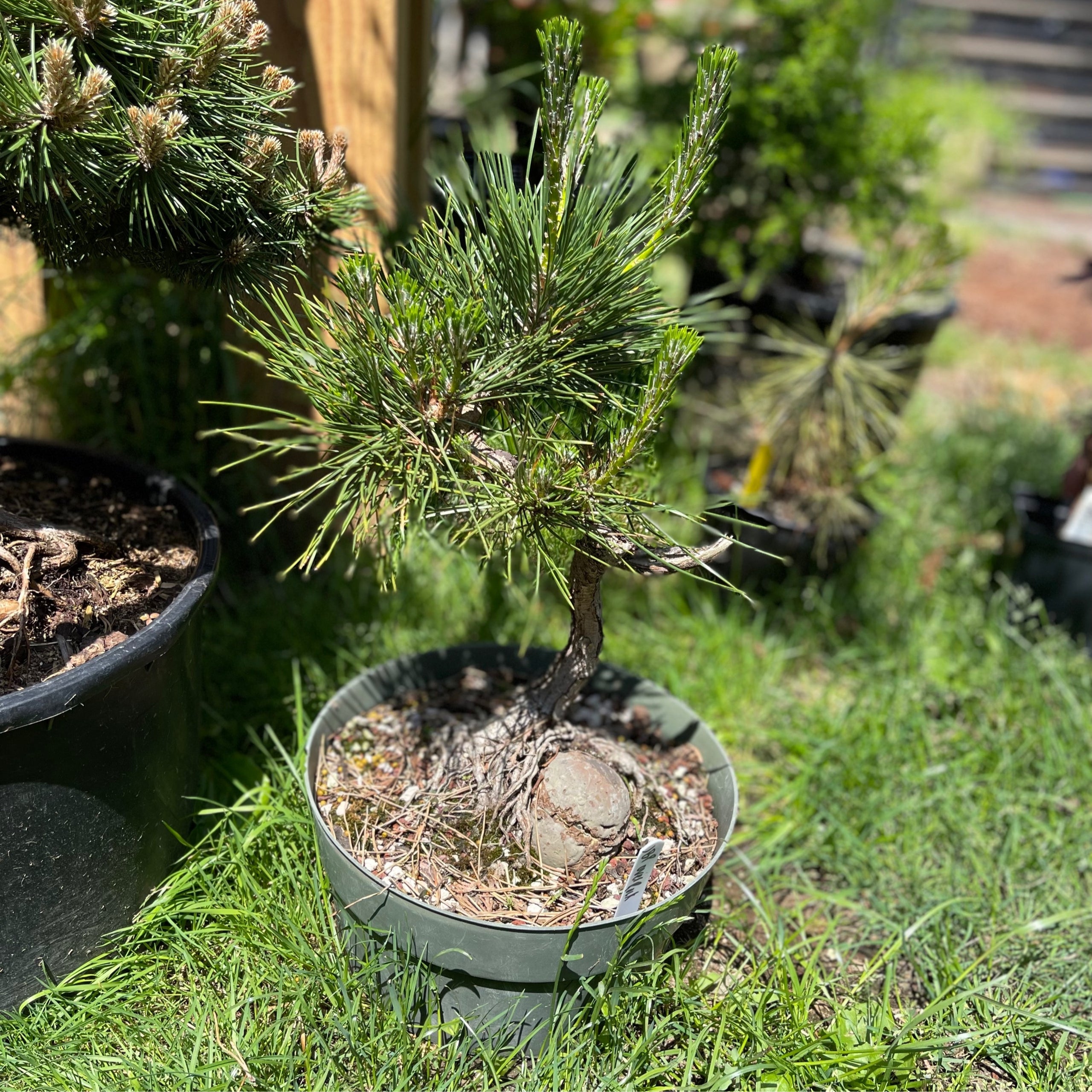Japanese Black Pine | Heartwoods Bonsai & Goods