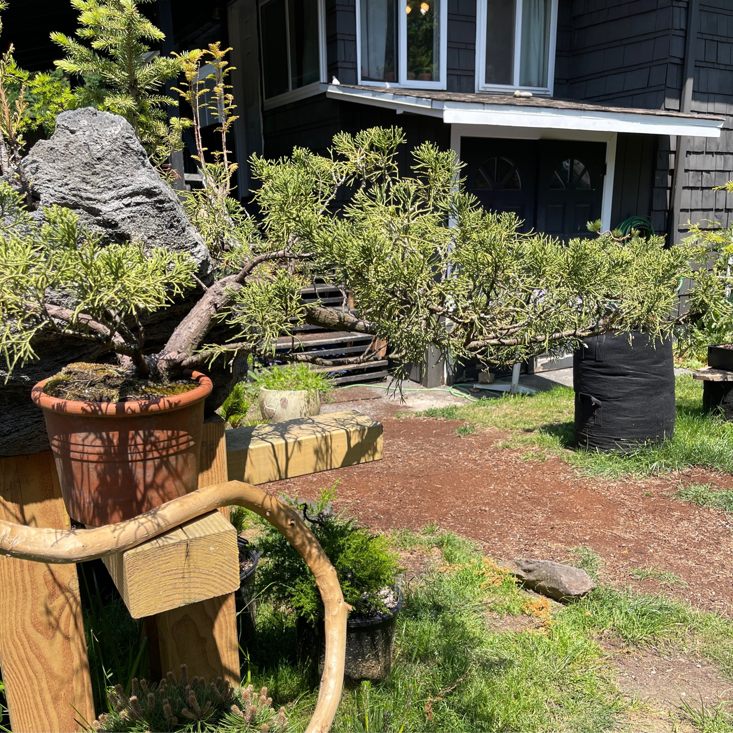 Big old Shimpaku Juniper | Heartwoods Bonsai & Goods