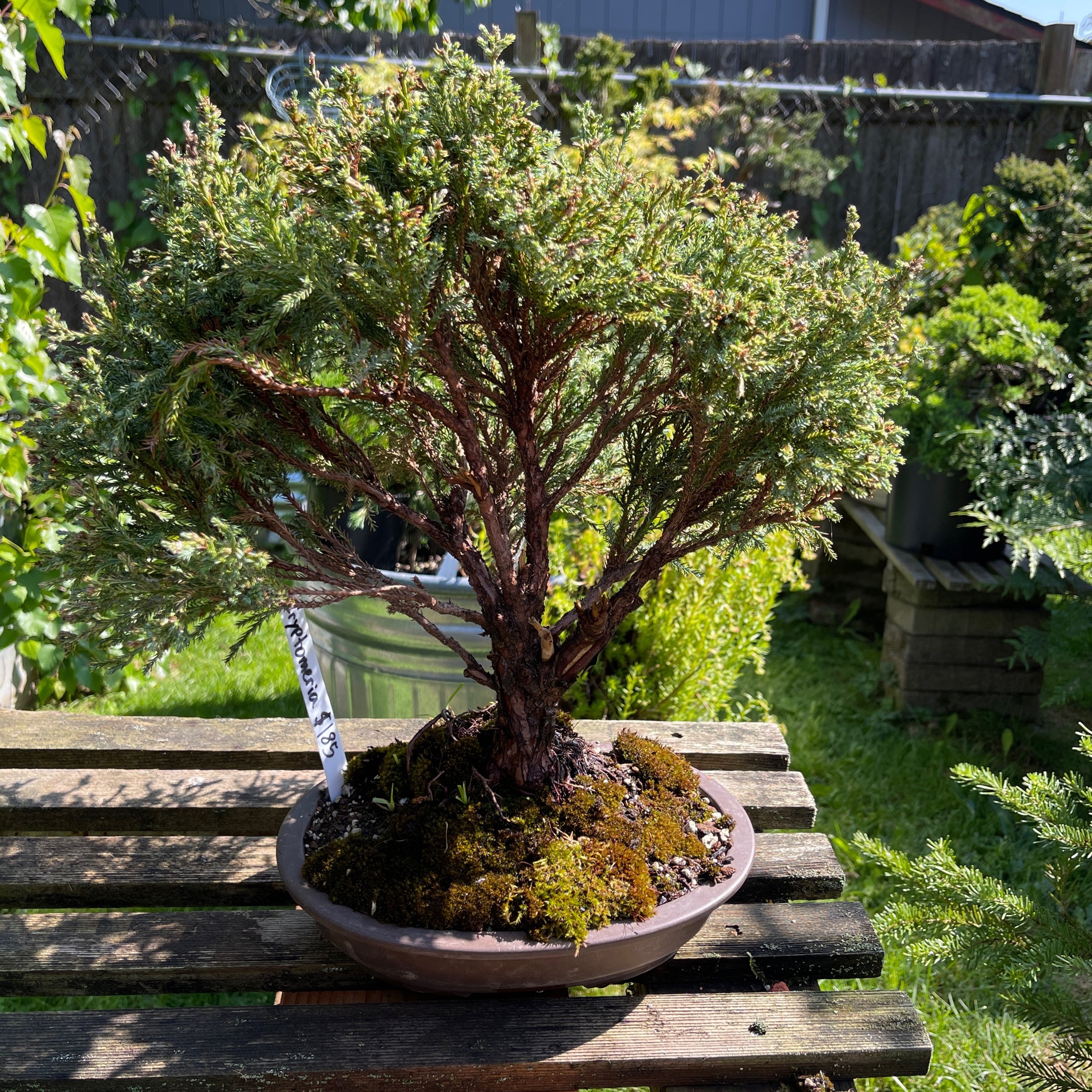 Cryptomeria | Heartwoods Bonsai & Goods