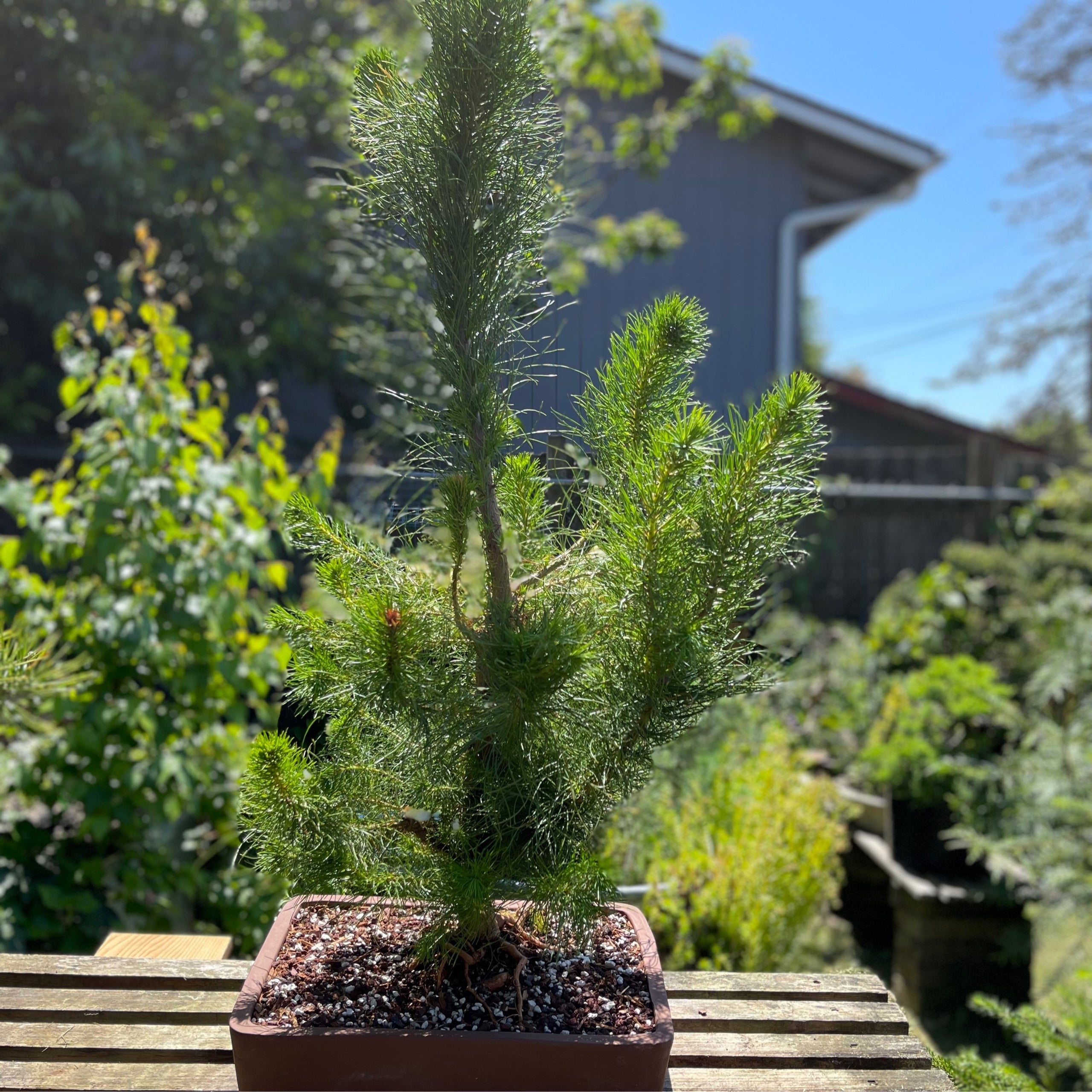 Seed-Grown Bishop Pine | Heartwoods Bonsai & Goods