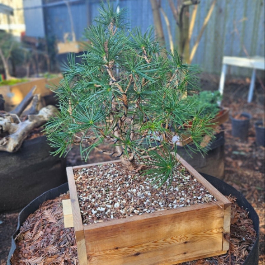Pre-bonsai trees | Heartwoods Bonsai & Goods