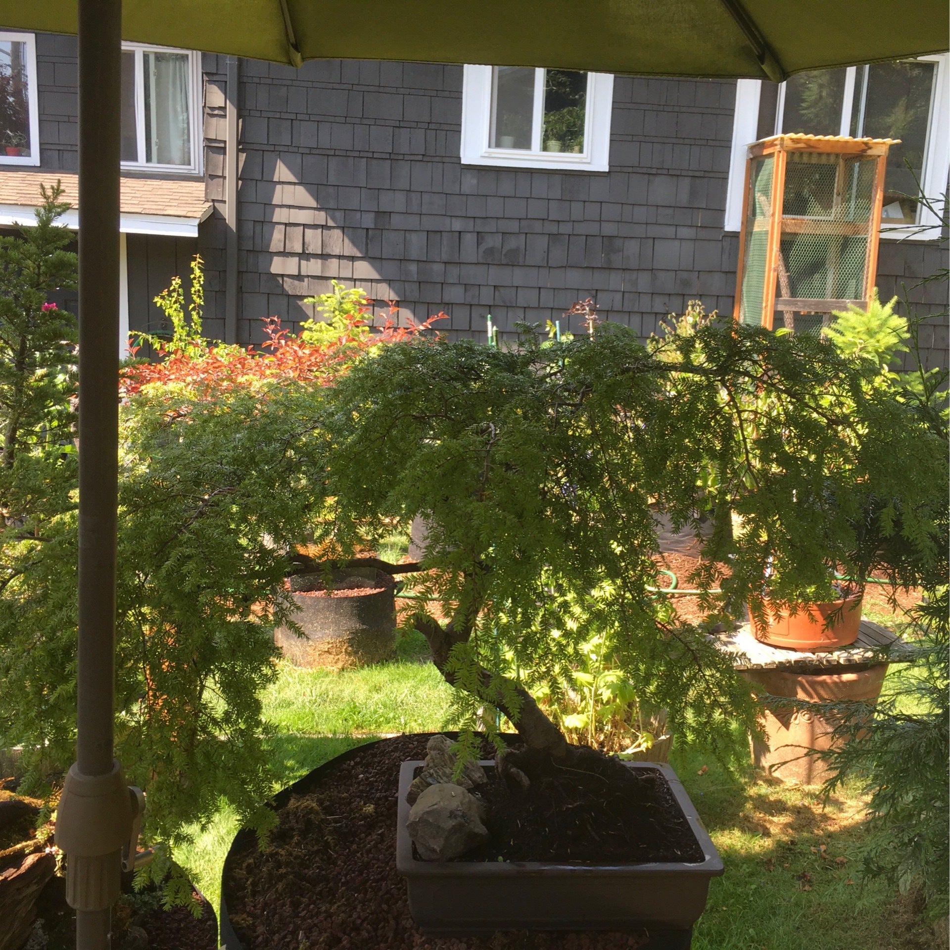 Large Birds Nest Spruce Outdoor Bonsai Trees Heartwoods Bonsai And Goods
