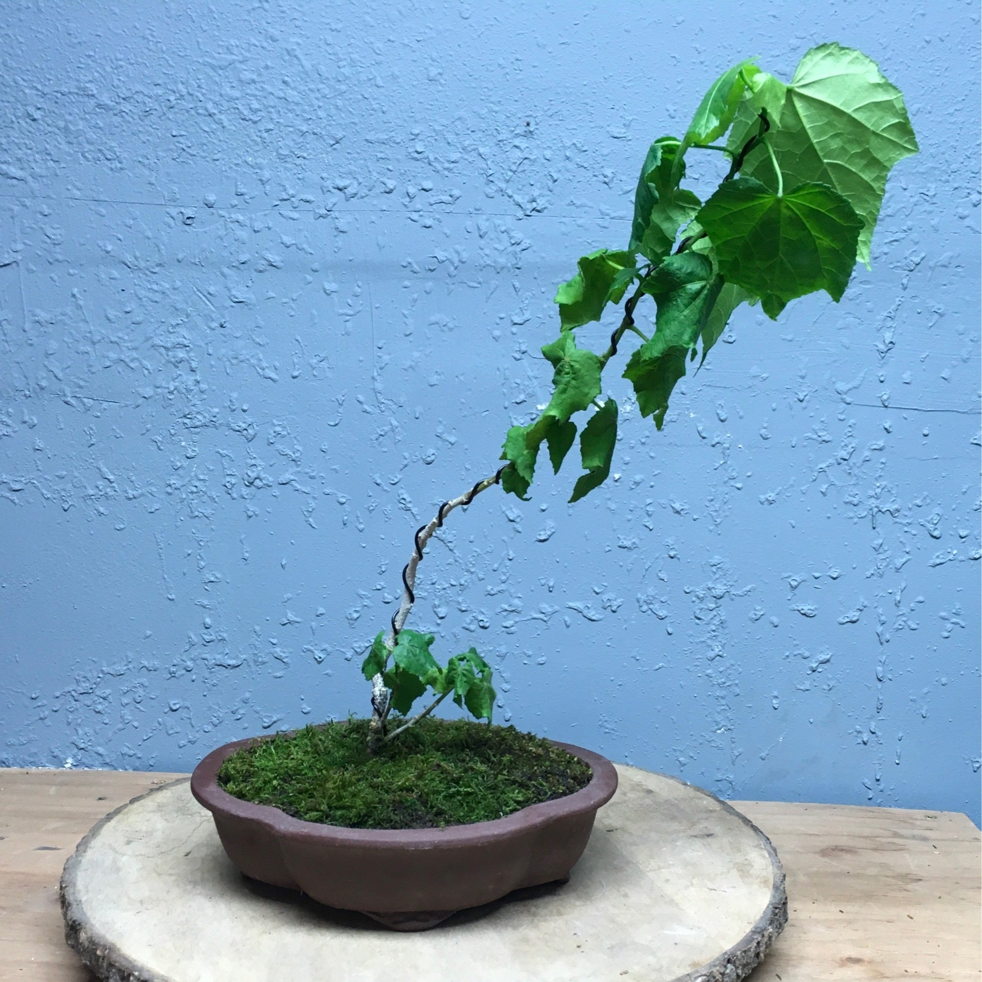 Sleeping Hibiscus Composition | Heartwoods Bonsai & Goods