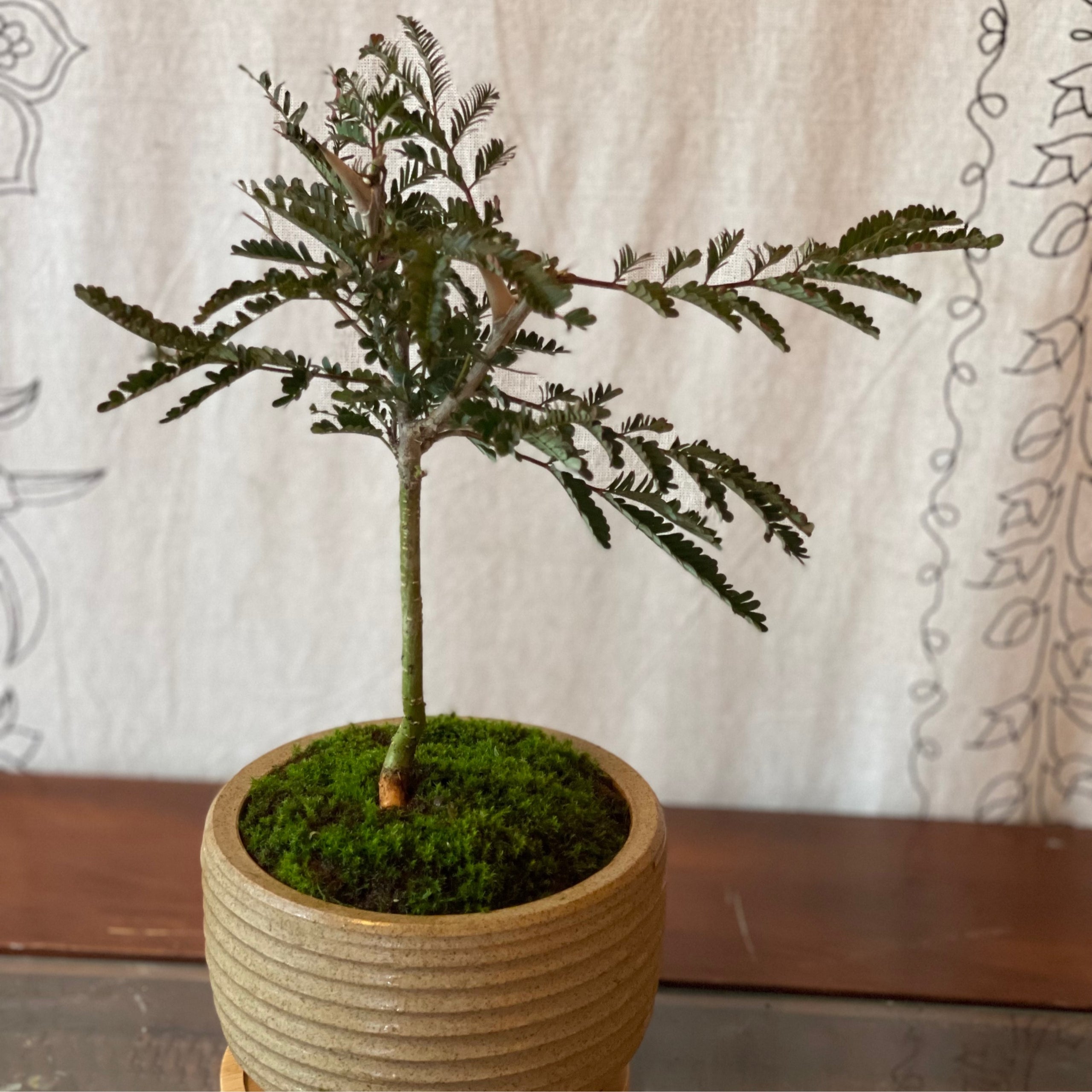 Crimson Bullhorn Acacia | Heartwoods Bonsai & Goods