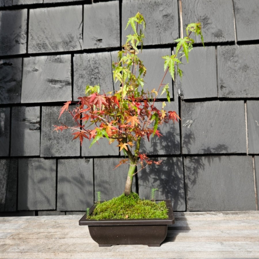 Japanese Maple | Heartwoods Bonsai & Goods