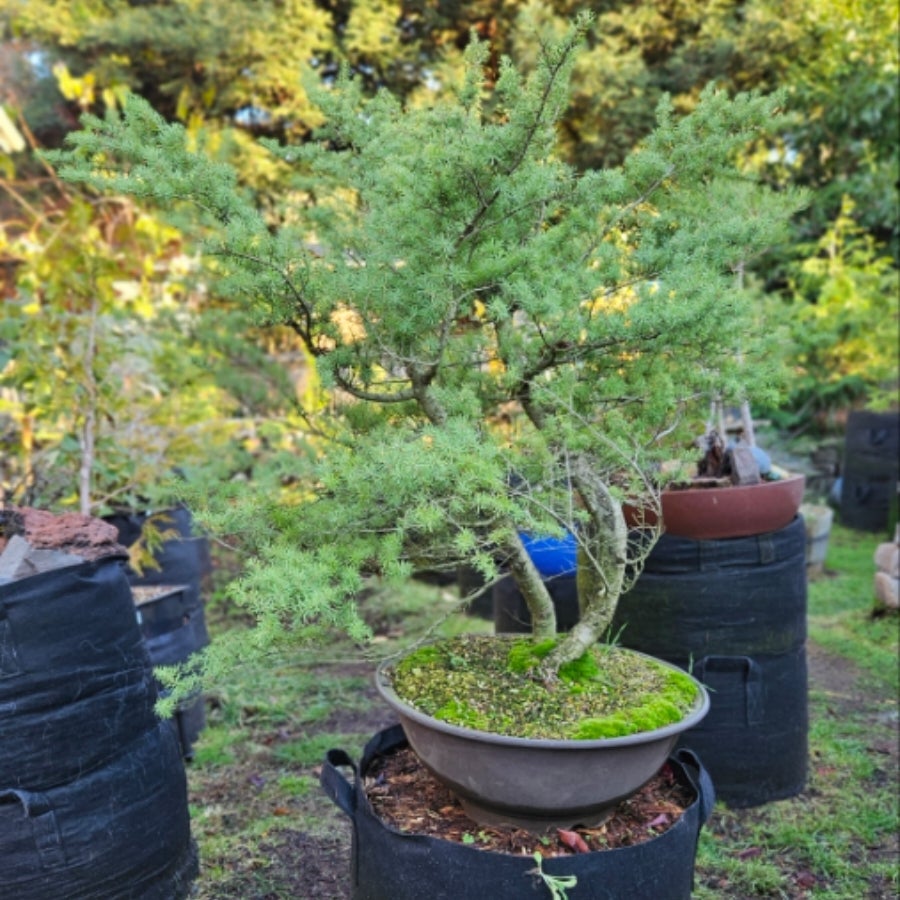 Outdoor-bonsai-trees | Heartwoods Bonsai & Goods