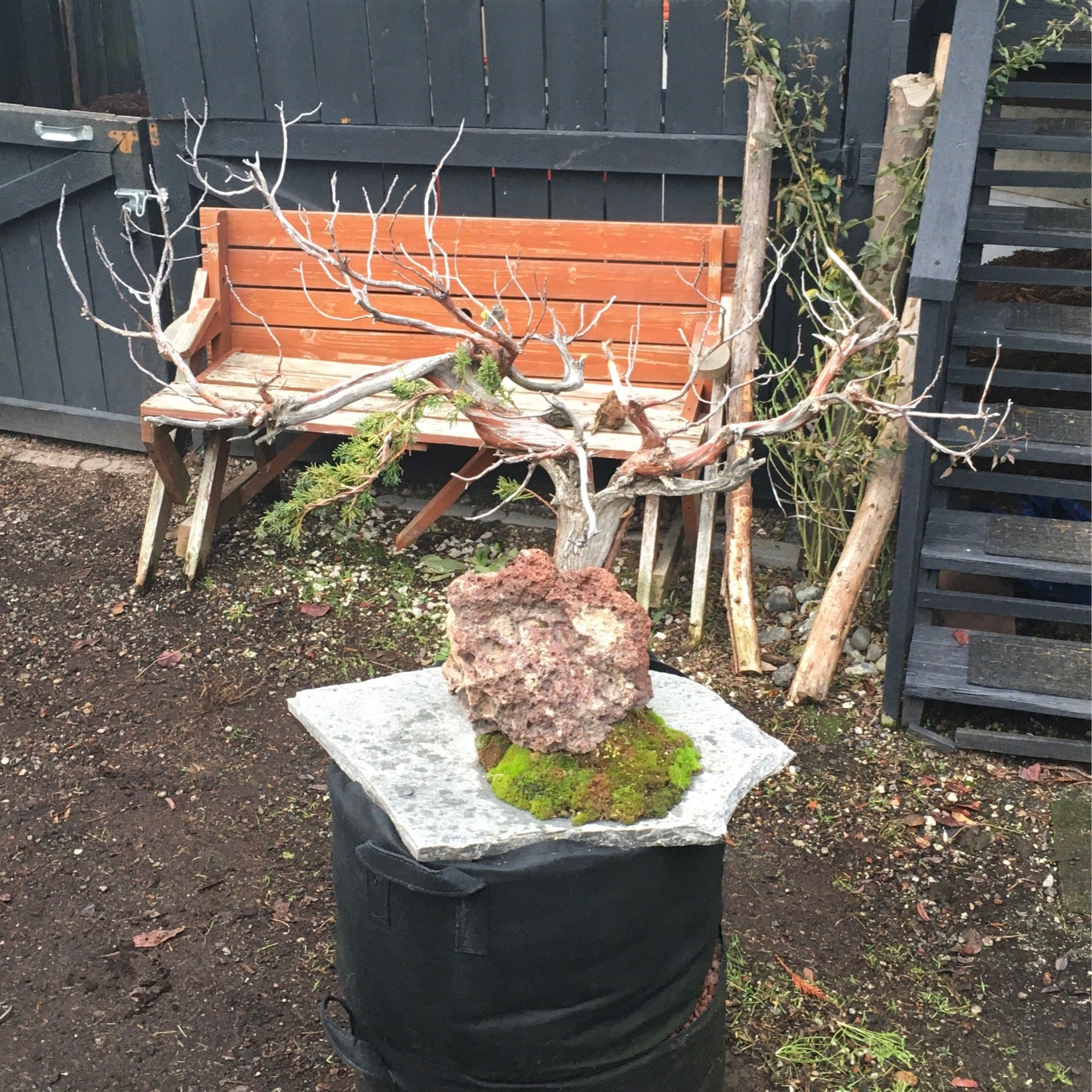 Tanuki | Heartwoods Bonsai & Goods