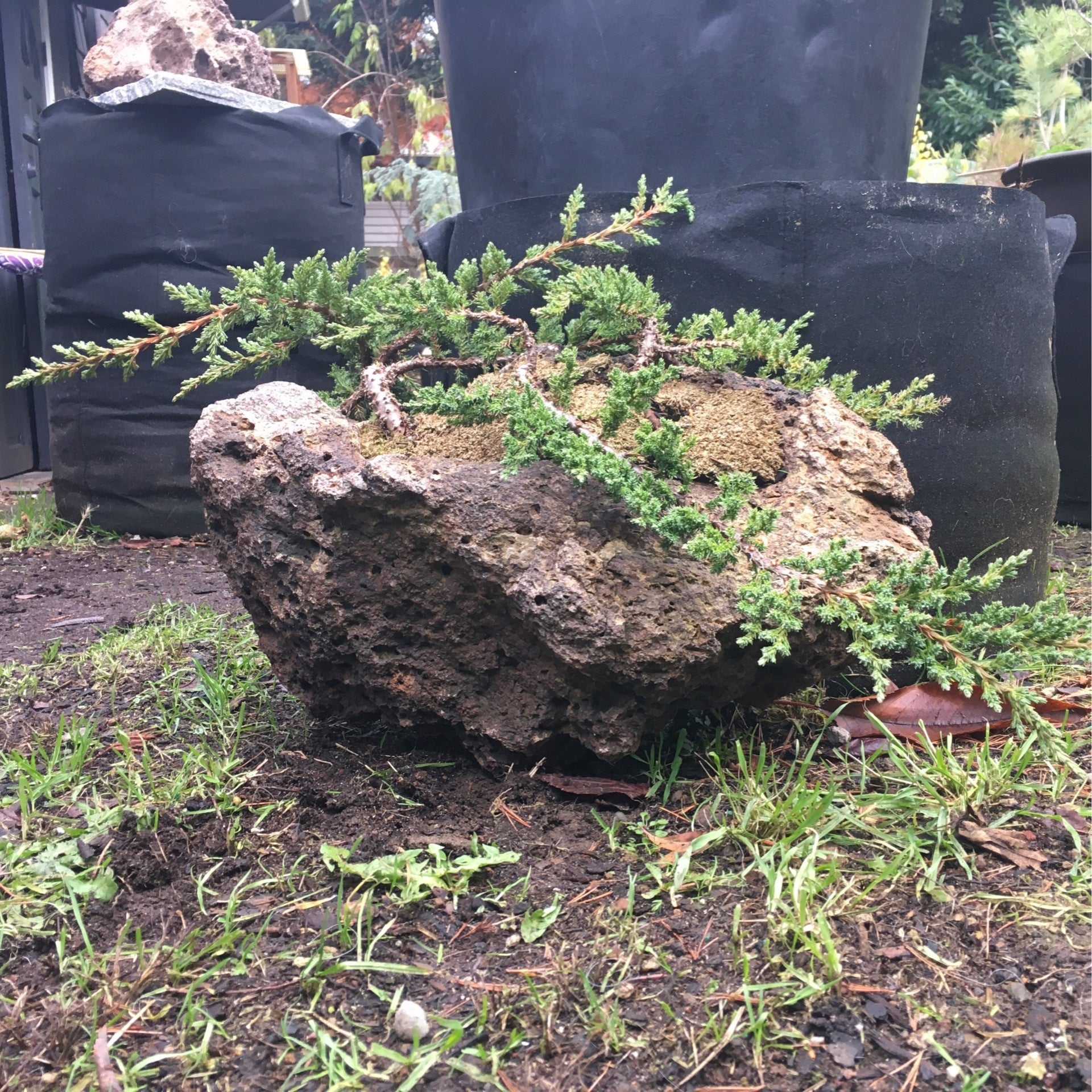 Juniper Stone Composition | Heartwoods Bonsai & Goods