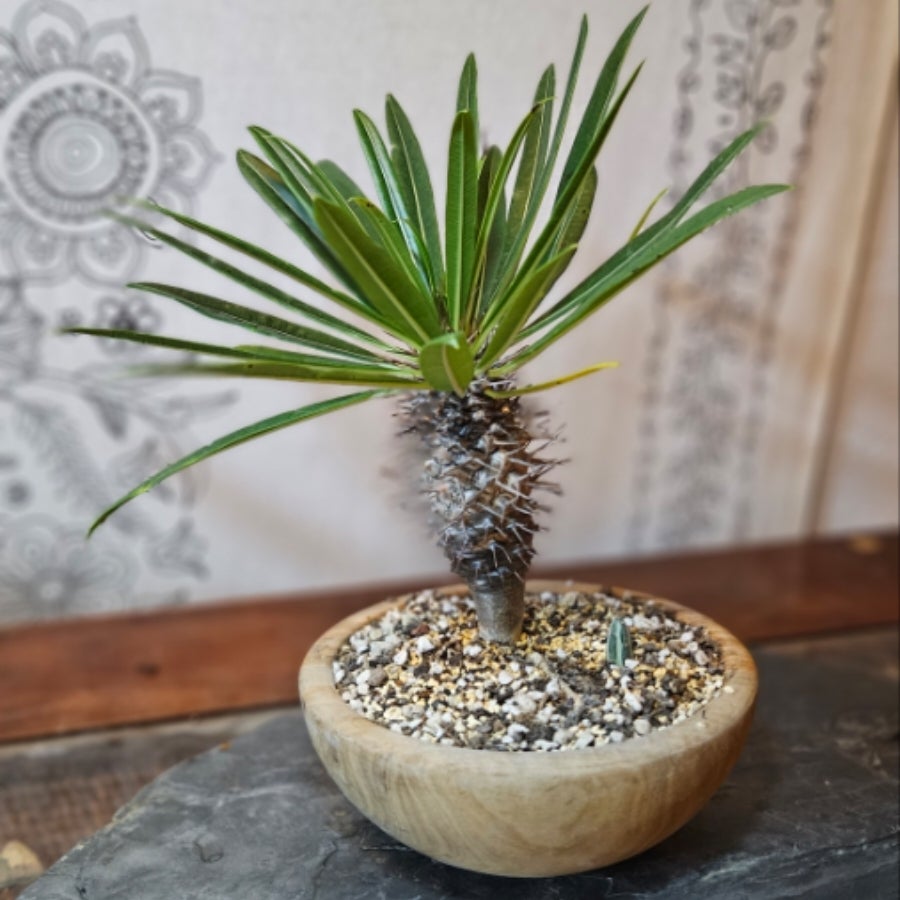 Madagascar Palm in Medium Olive-wood Pot | Heartwoods Bonsai & Goods