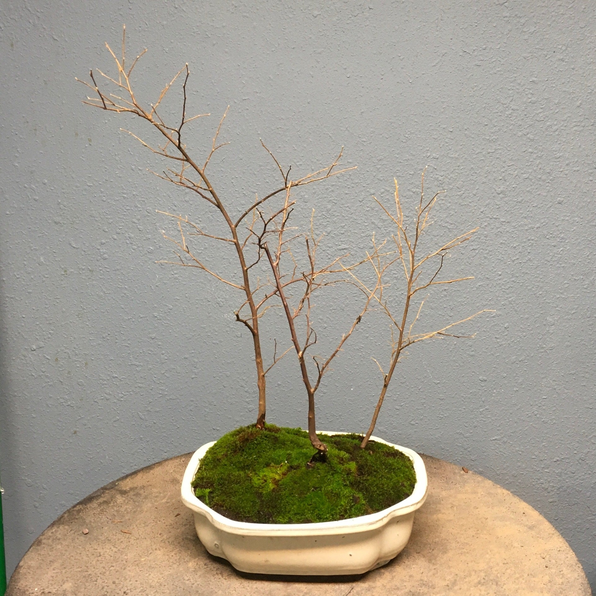 Snowbell Sweetheart- Flowering Styrax Composition | Heartwoods Bonsai ...