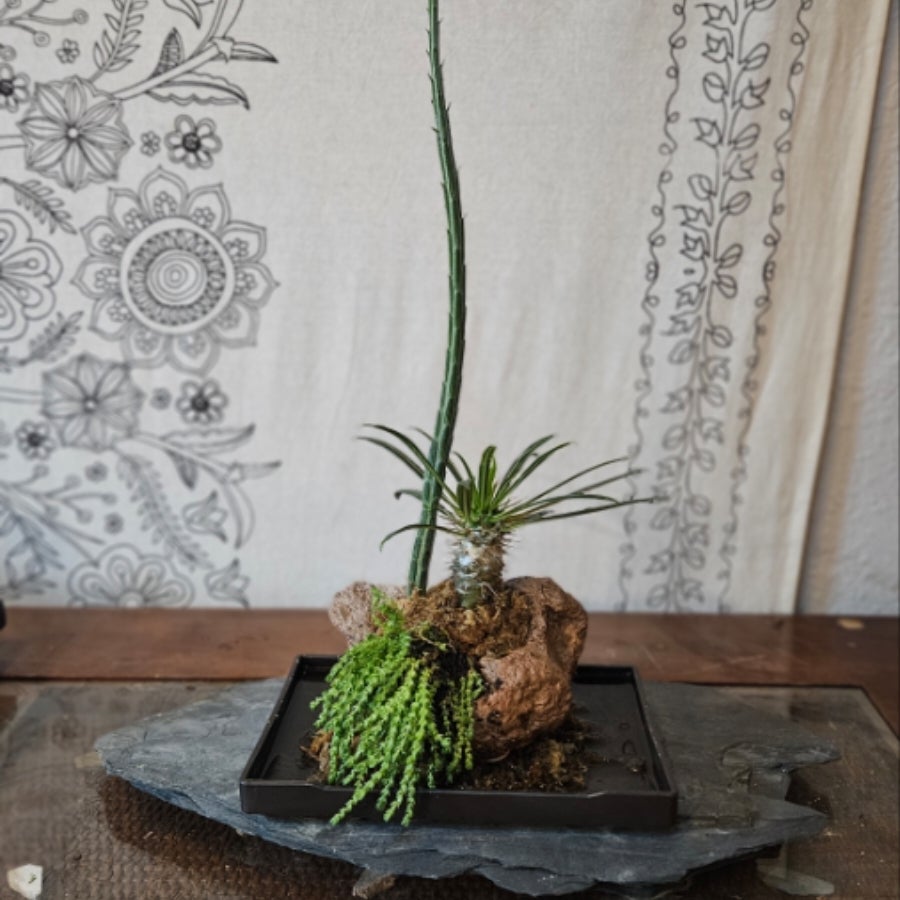 Palm & Pickle | Heartwoods Bonsai & Goods