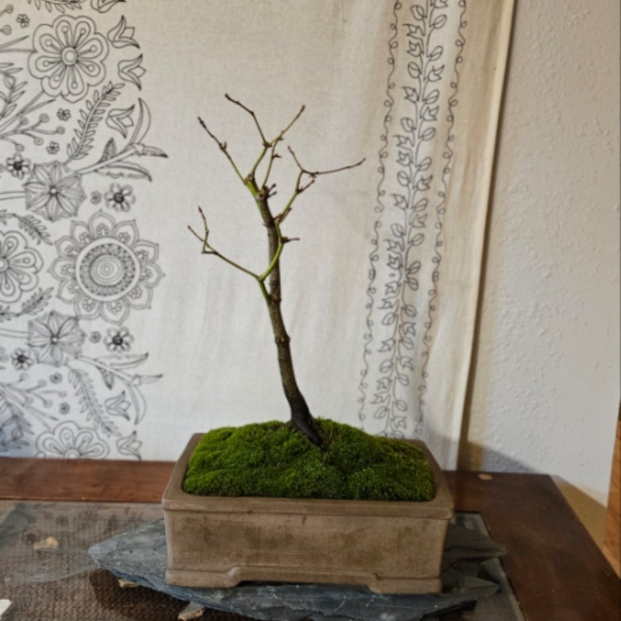 Japanese Maple | Heartwoods Bonsai & Goods