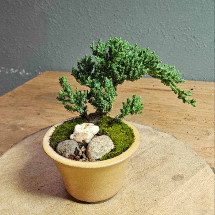 Procumbens juniper Outdoor trees | Heartwoods Bonsai & Goods