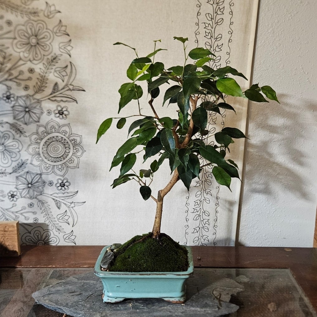 Weeping Ficus | Heartwoods Bonsai & Zen Arts