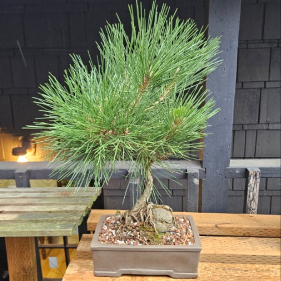 Root Over Rock (Japanese Black Pine) Outdoor bonsai treee | Heartwoods ...